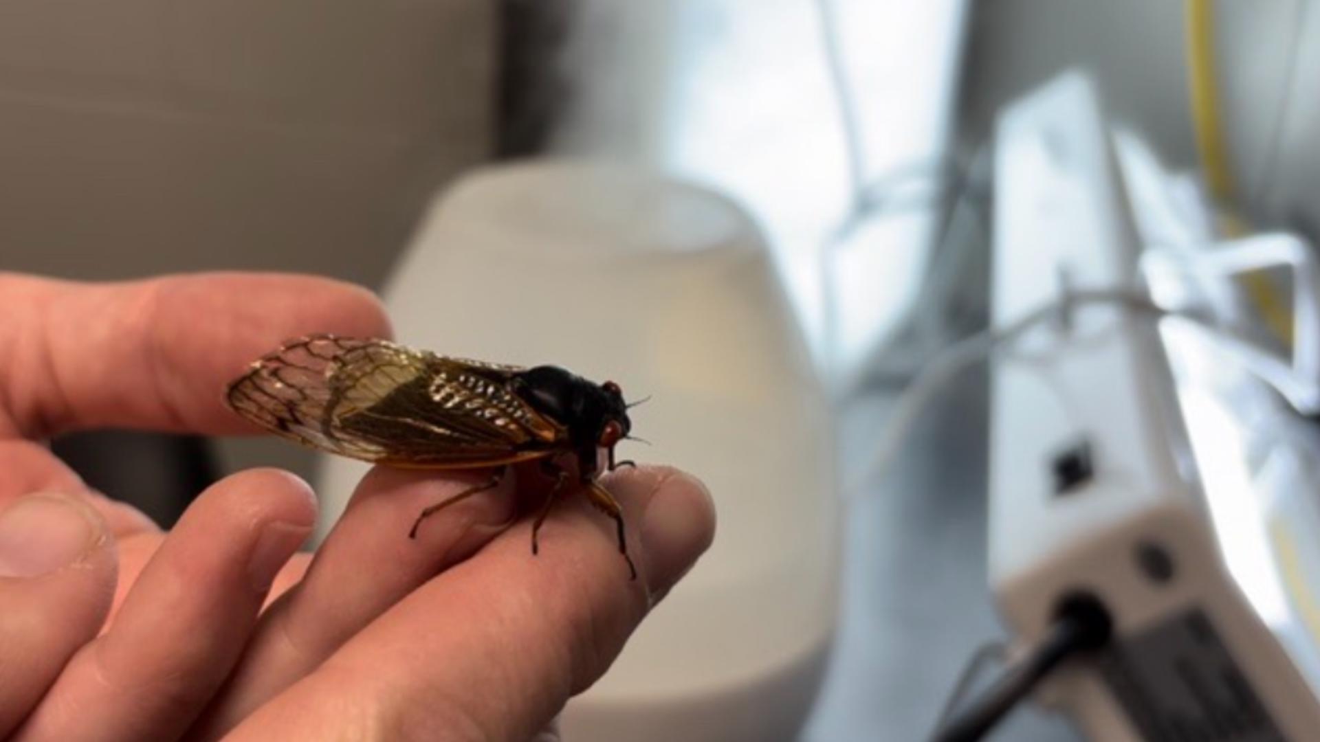 'Zombie' cicada fungus complicating SLU research | ksdk.com