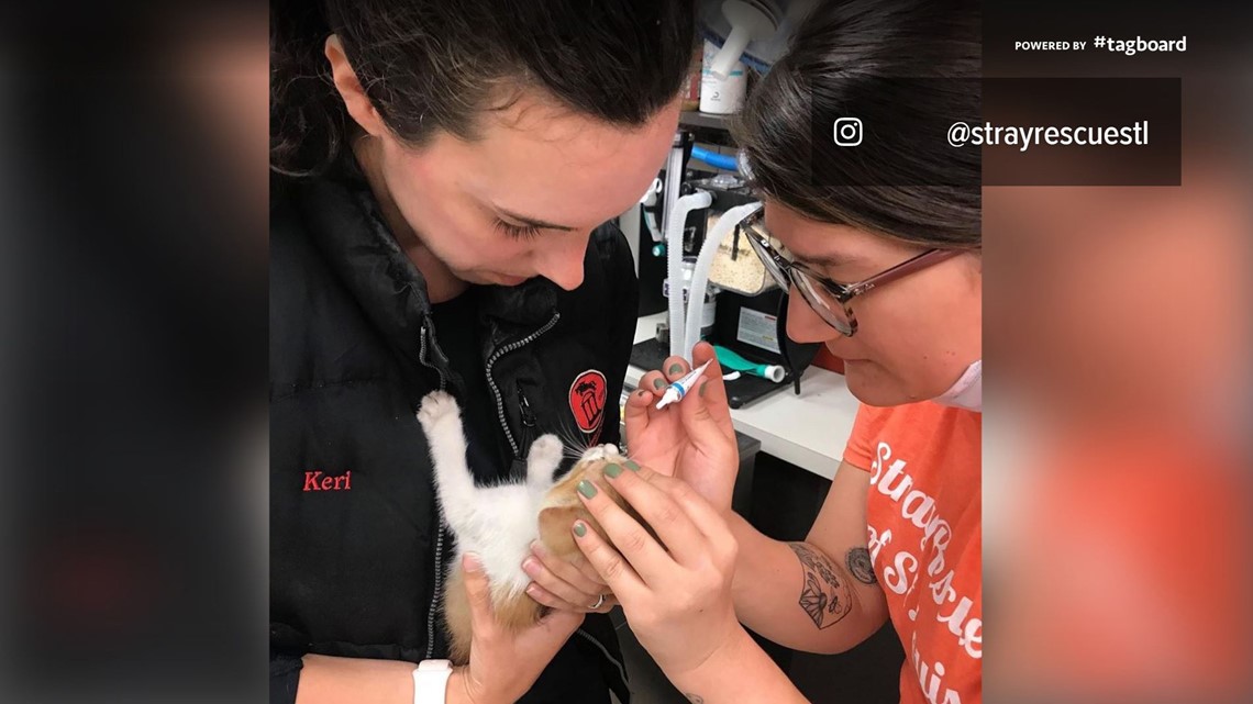 Stray Rescue, St. Louis firefighters rescue kitten | ksdk.com