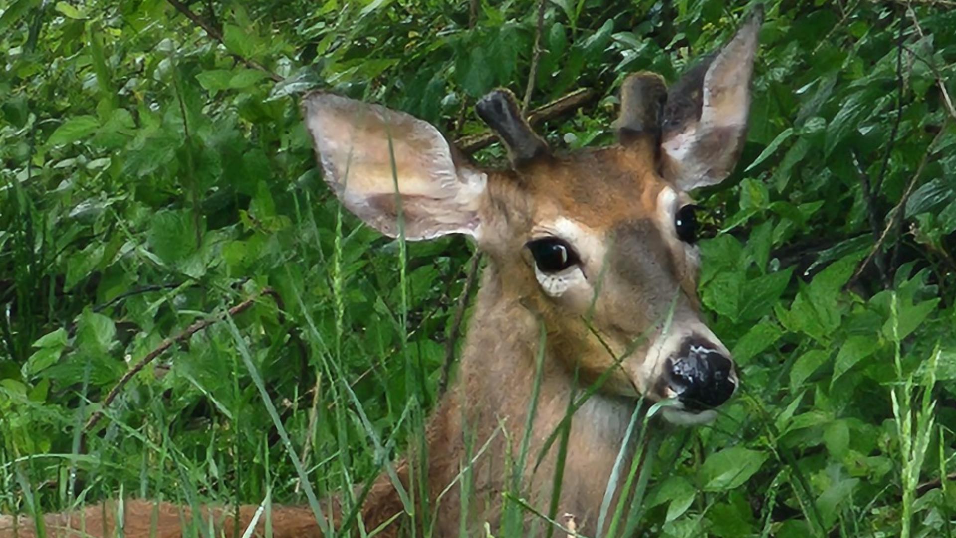 Deer infest one of Missouri's largest cities. A 'strategic cull' is ...