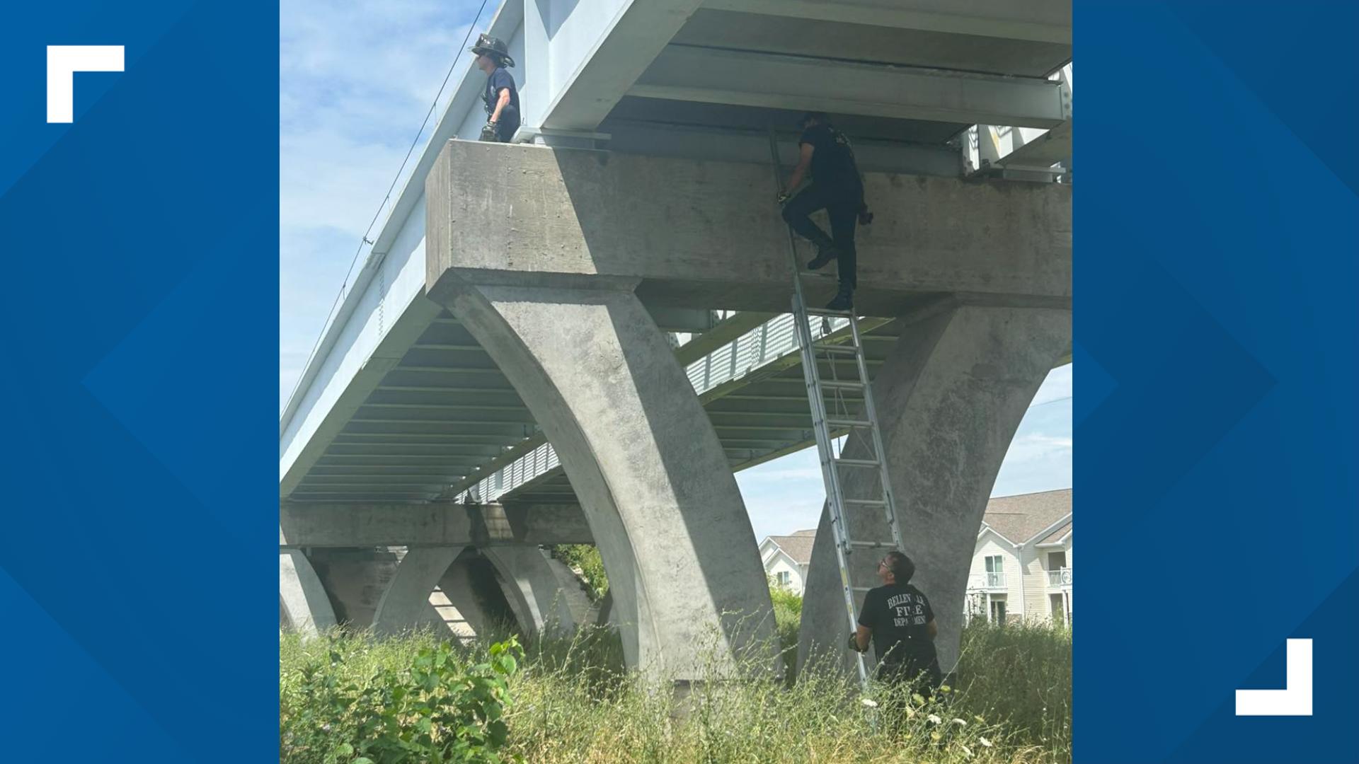 Kitten rescued from ledge of Illinois railway overpass | ksdk.com