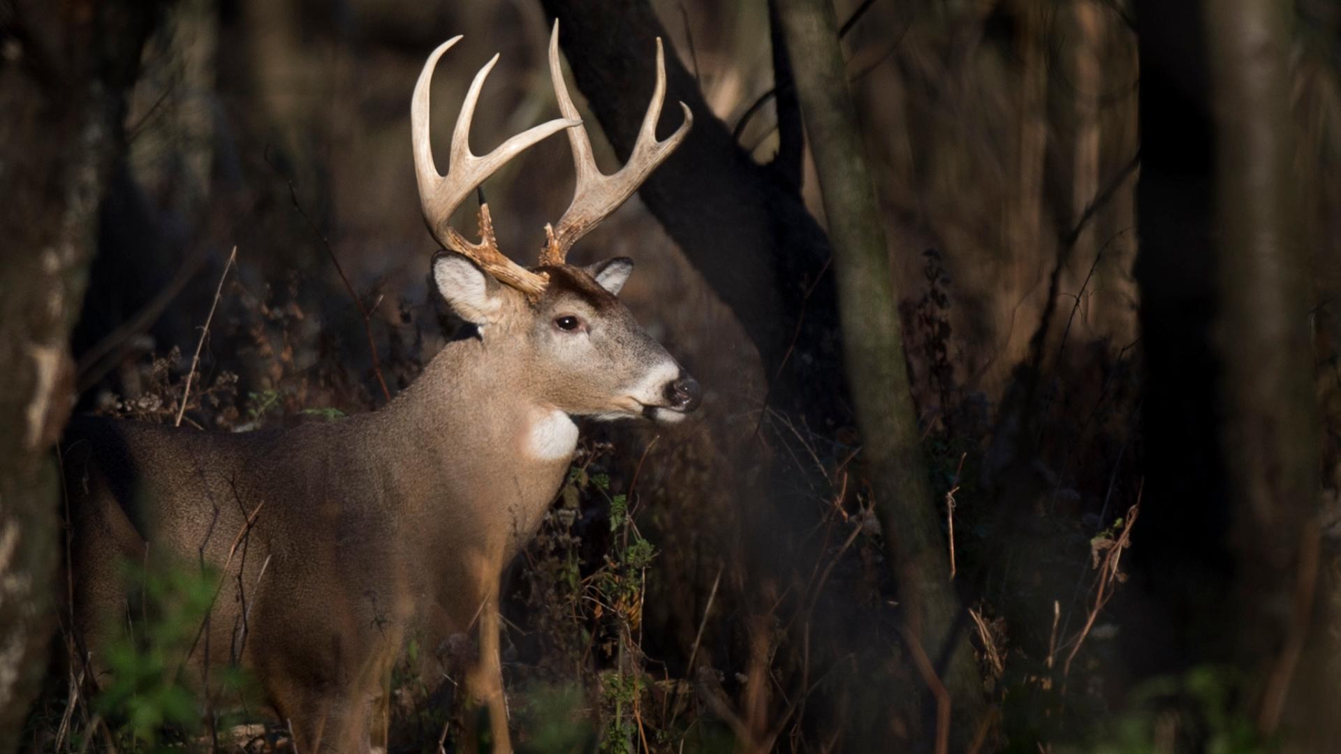 Missouri's dismal deer season opening blamed on near-record-high ...