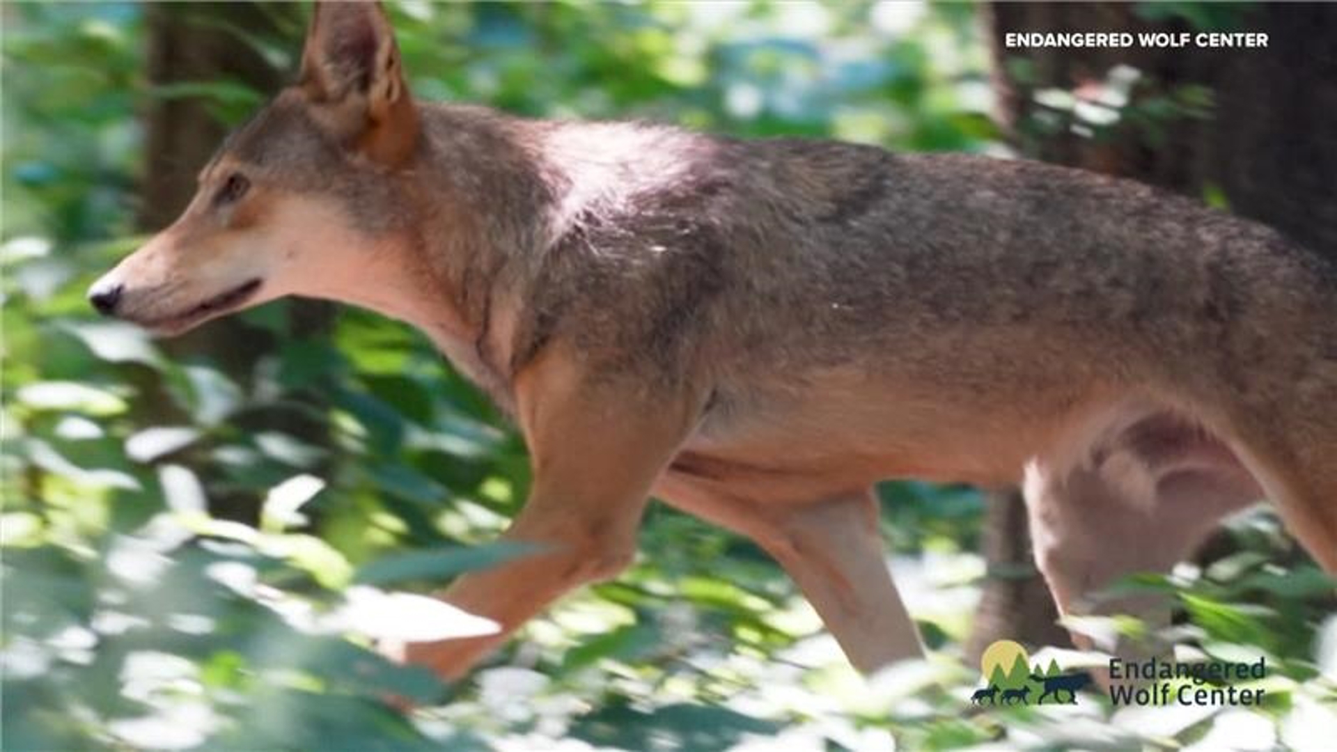 Eureka wolf center takes center stage on national wildlife series ...