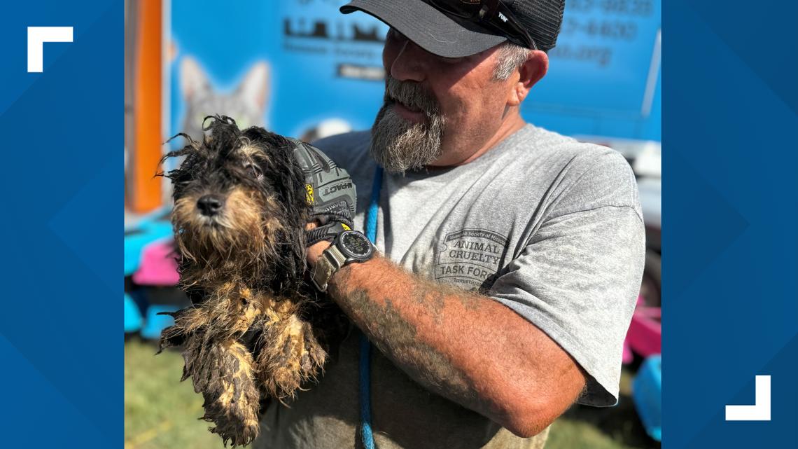 Humane Society of Missouri rescues over 150 neglected dogs | ksdk.com