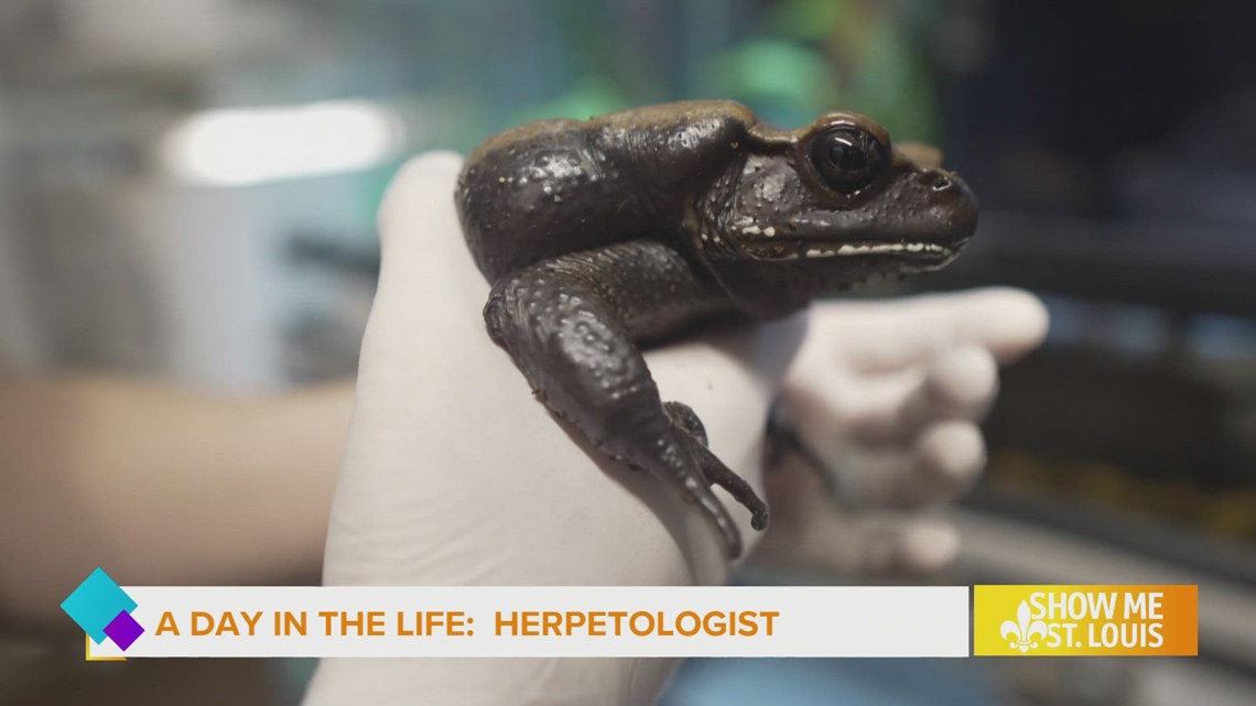 A Day in the Life: Herpetologist at the St. Louis Zoo | ksdk.com
