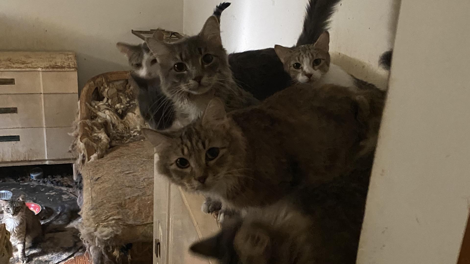 150 cats and counting: APA says 'urgent' help needed after Wildwood ...