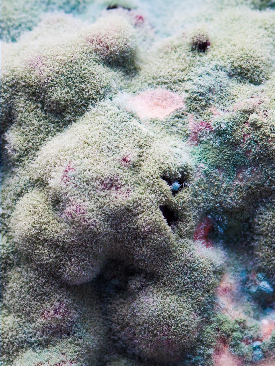 Record mold spore levels hit St. Louis region in 2025 | ksdk.com