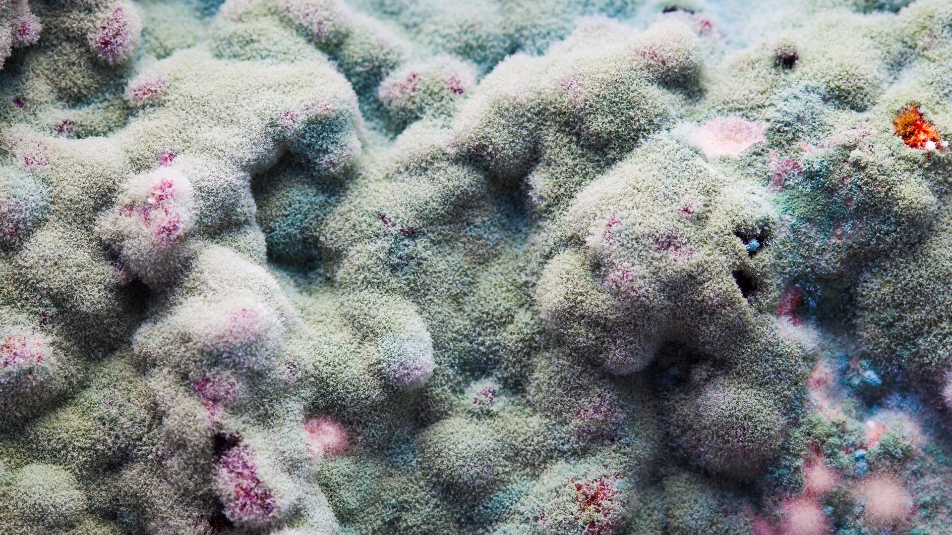 Record mold spore levels hit St. Louis region in 2025 | ksdk.com