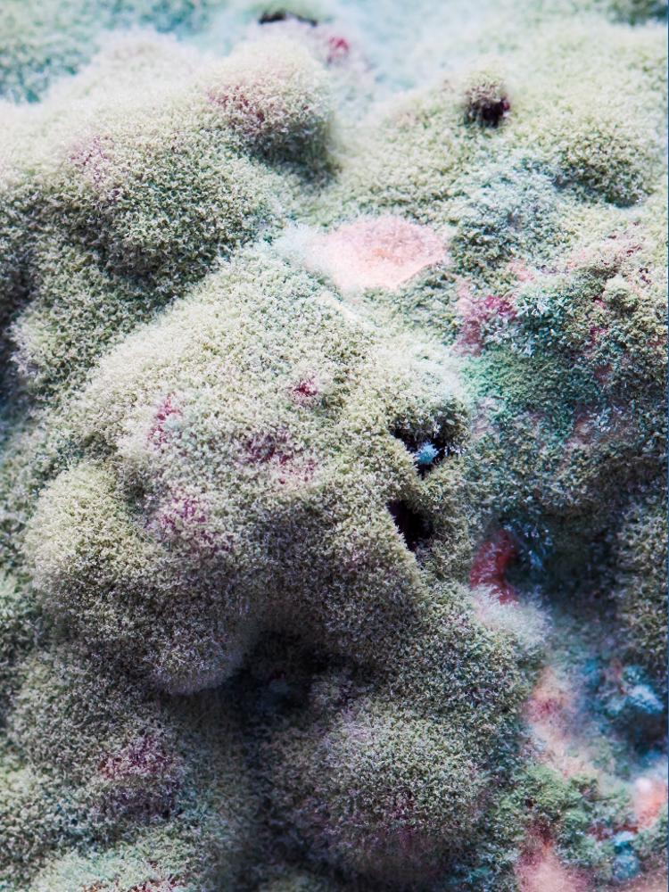 Record mold spore levels hit St. Louis region in 2025 | ksdk.com