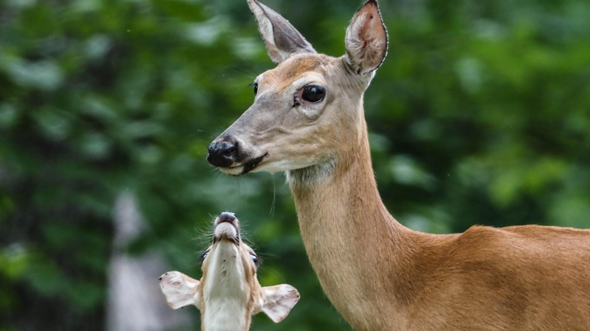 Deer infest one of Missouri's largest cities. A 'strategic cull' is ...