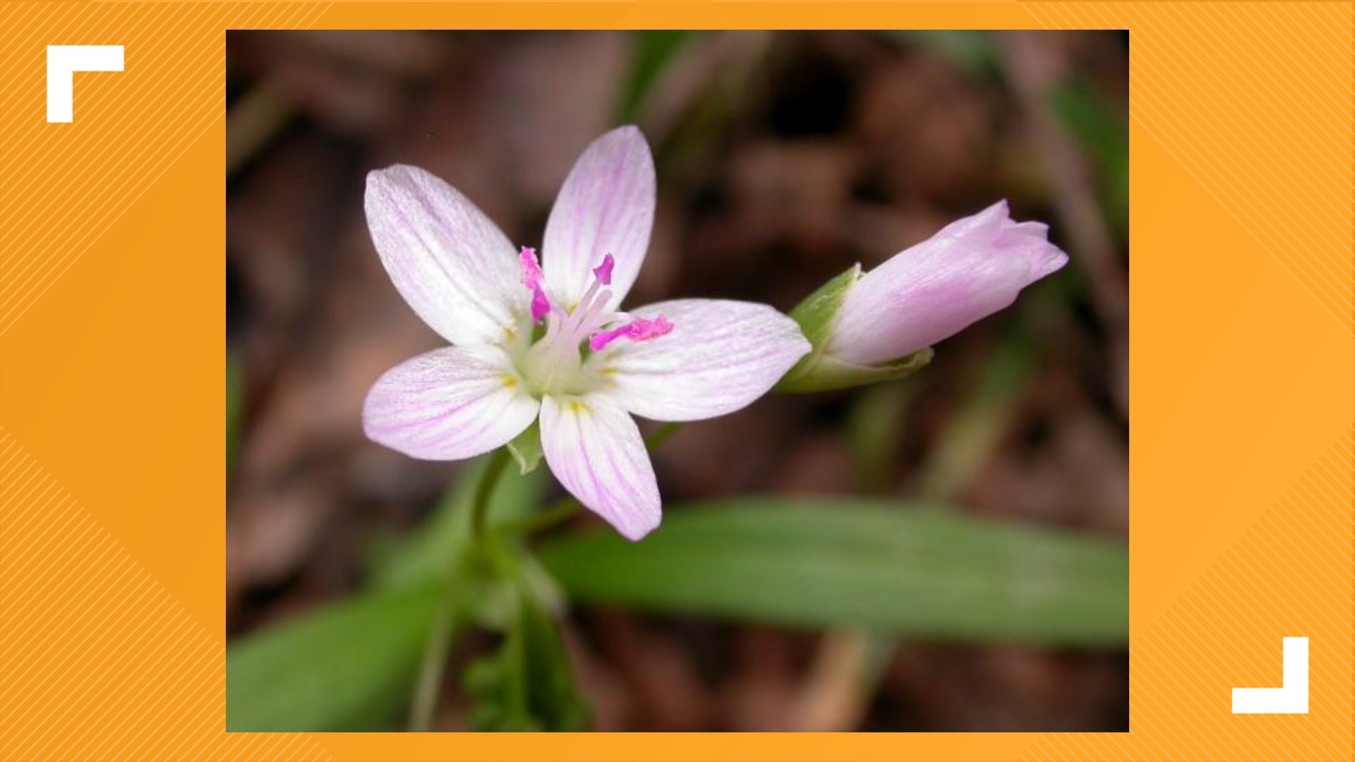 Spring in St. Louis: Things to do 2022 | ksdk.com