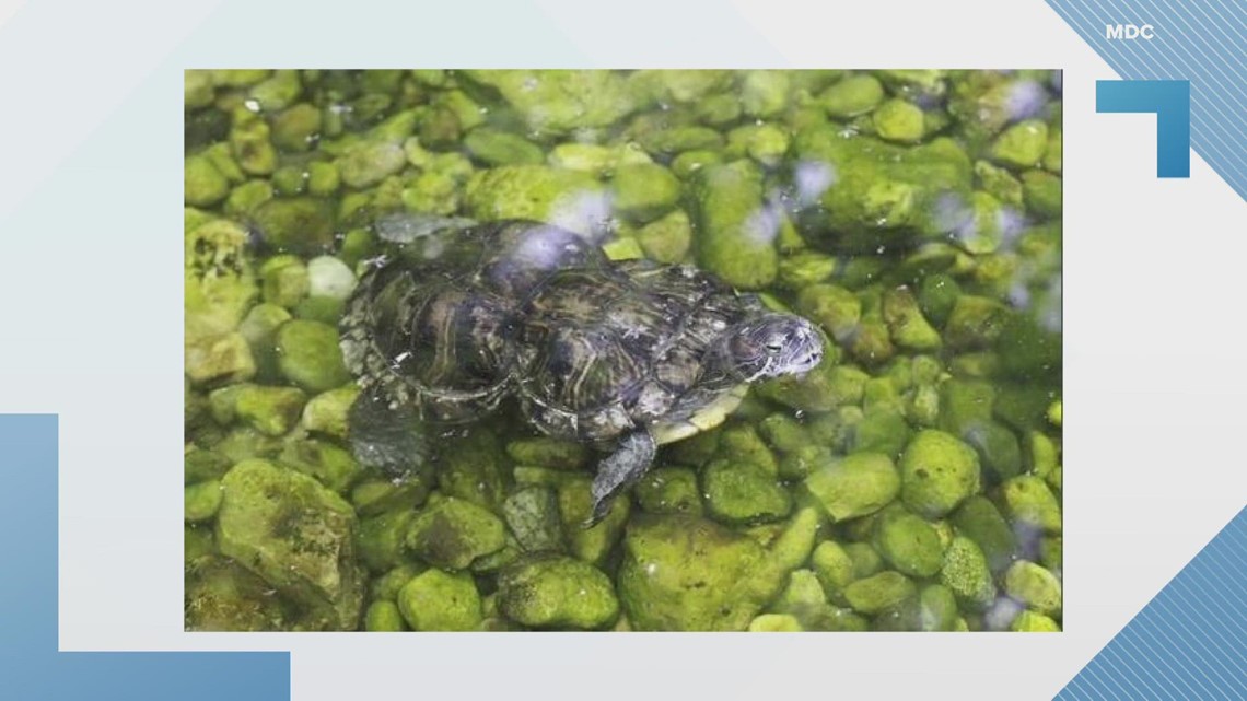 Happy birthday, Peanut! How the Missouri turtle got her unique shape ...