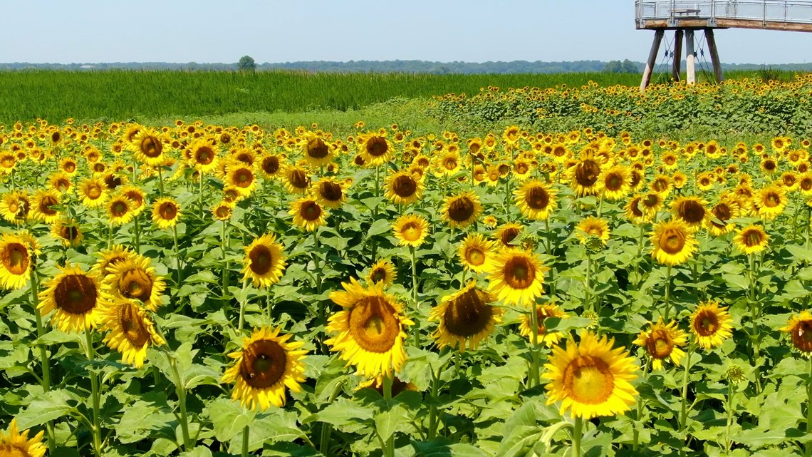 Sunflower field in Spanish lake returns for 2022 | ksdk.com