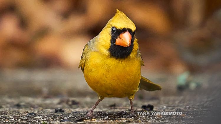 Rare 'yellow' cardinal captured by St. Louis Cardinals photographer ...