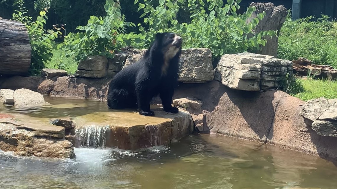Bear escapes enclosure at Saint Louis Zoo | ksdk.com