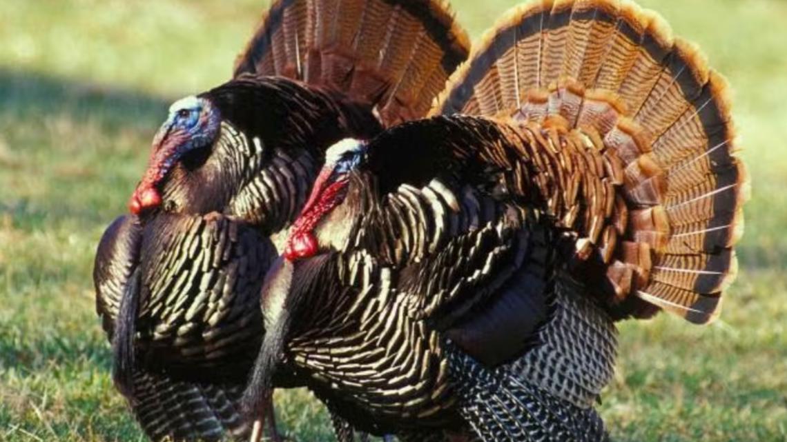 Out-of-state hunters driving change to Missouri turkey hunting ...