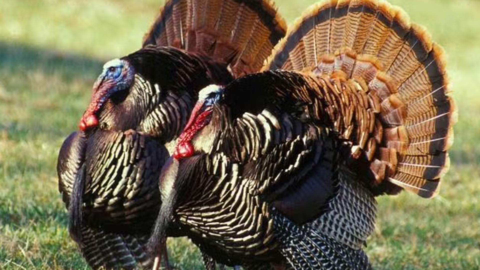 Out-of-state hunters driving change to Missouri turkey hunting ...