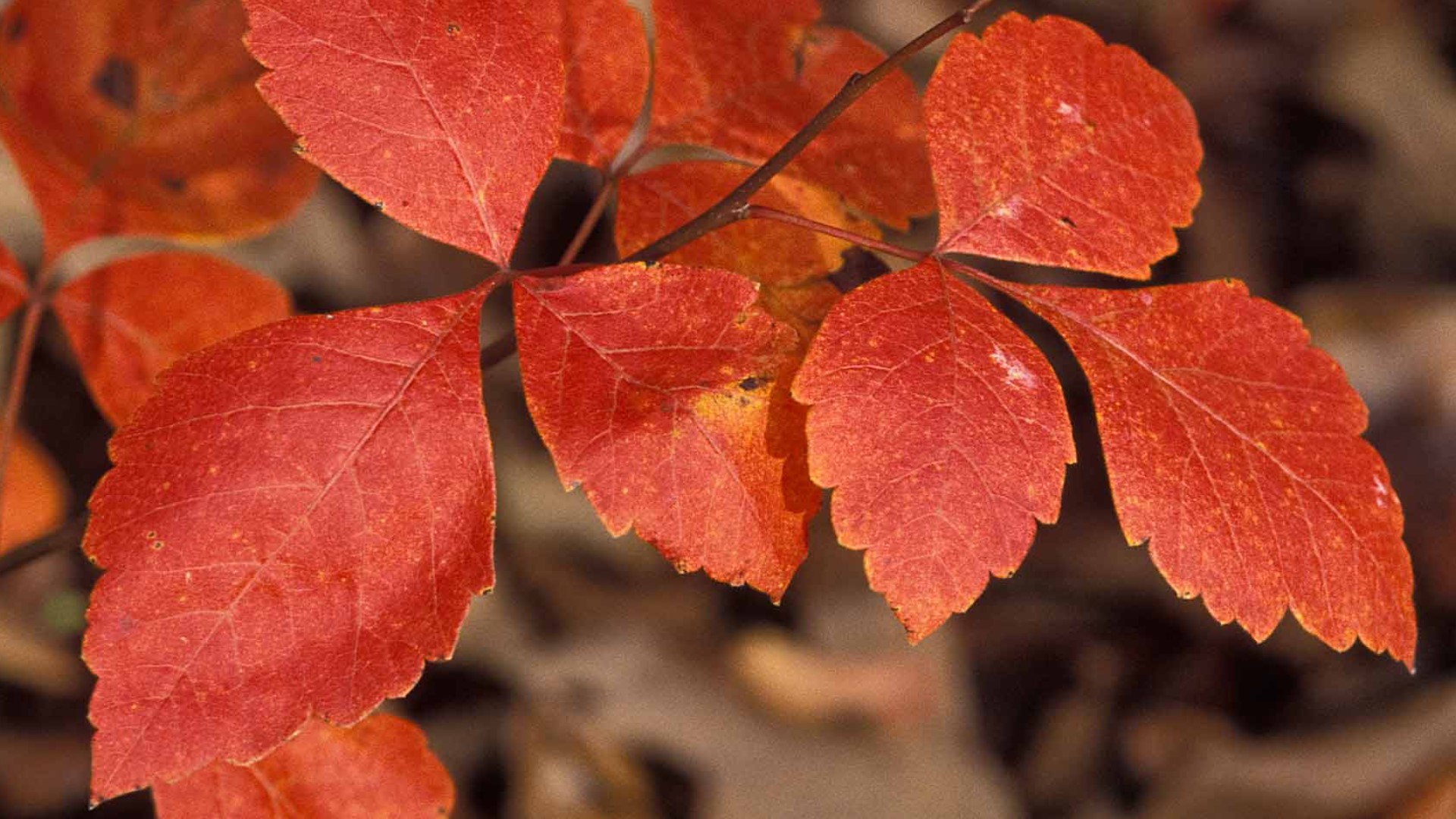 Fall colors in Missouri, Illinois: Trees with colorful leaves | ksdk.com