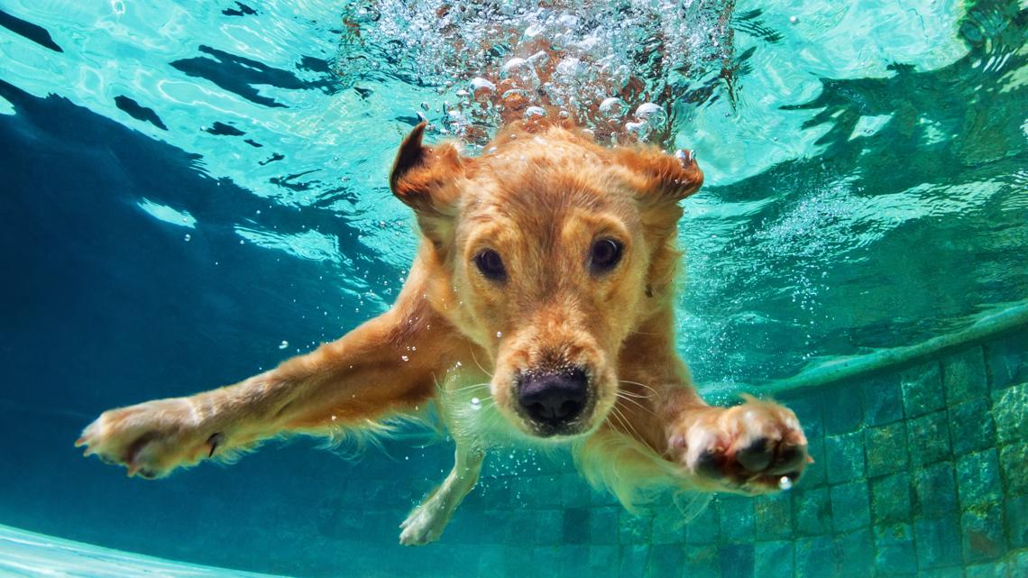 List: 2025 dog swim events at St. Louis-area pools | ksdk.com