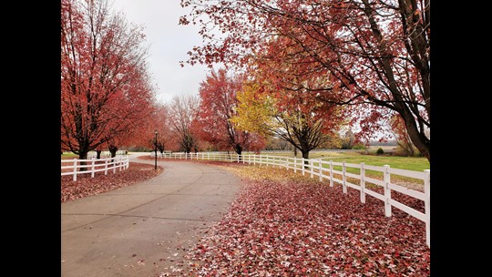 Fall foliage map in the St. Louis area | ksdk.com