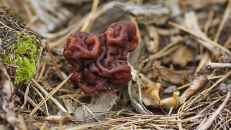 Missouri fall mushroom guide: Edible and poisonous fungi hunting | ksdk.com