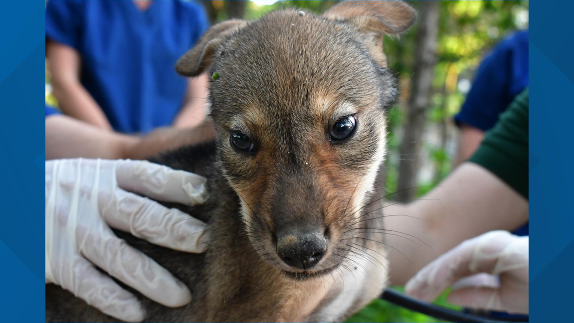 4 red wolves born at Saint Louis Zoo facility | ksdk.com