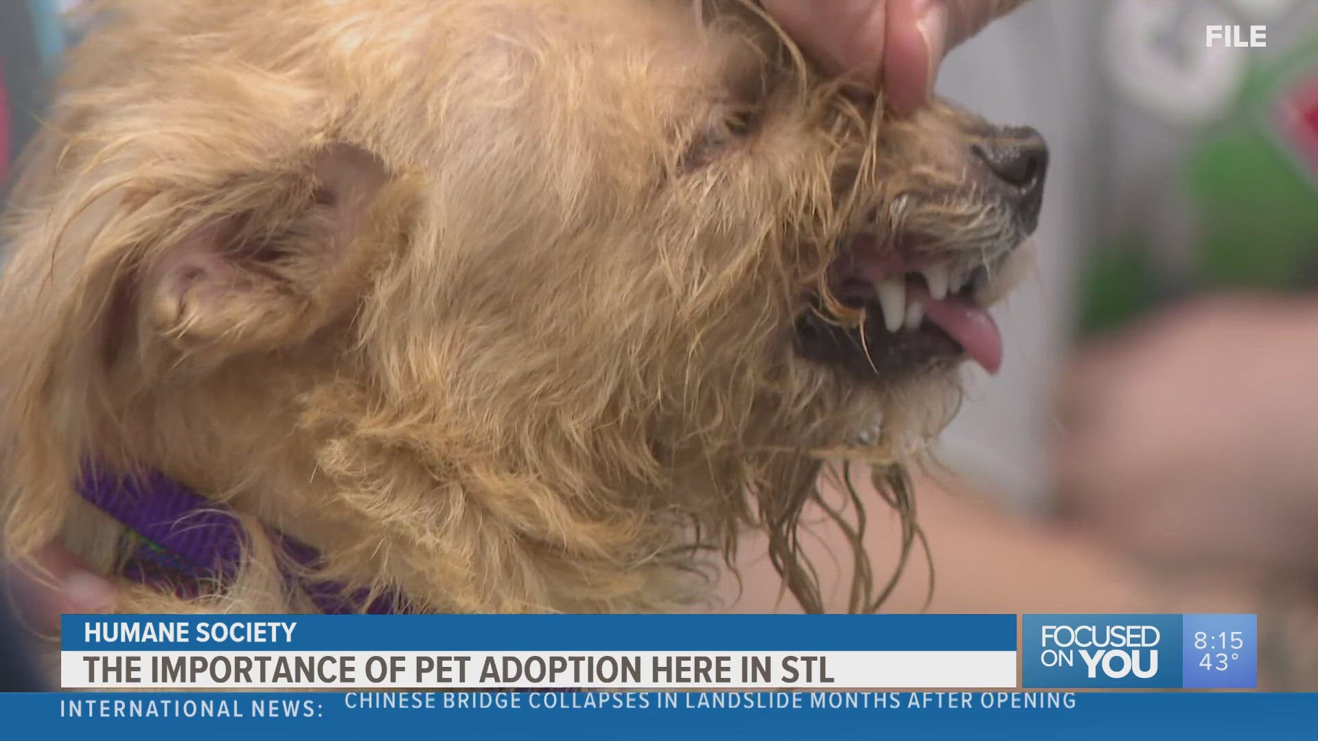 Humane Society highlights importance of pet adoption | ksdk.com