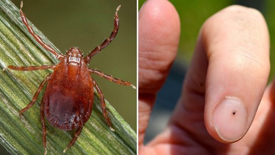 New tick spreading through Missouri, officials warn | ksdk.com