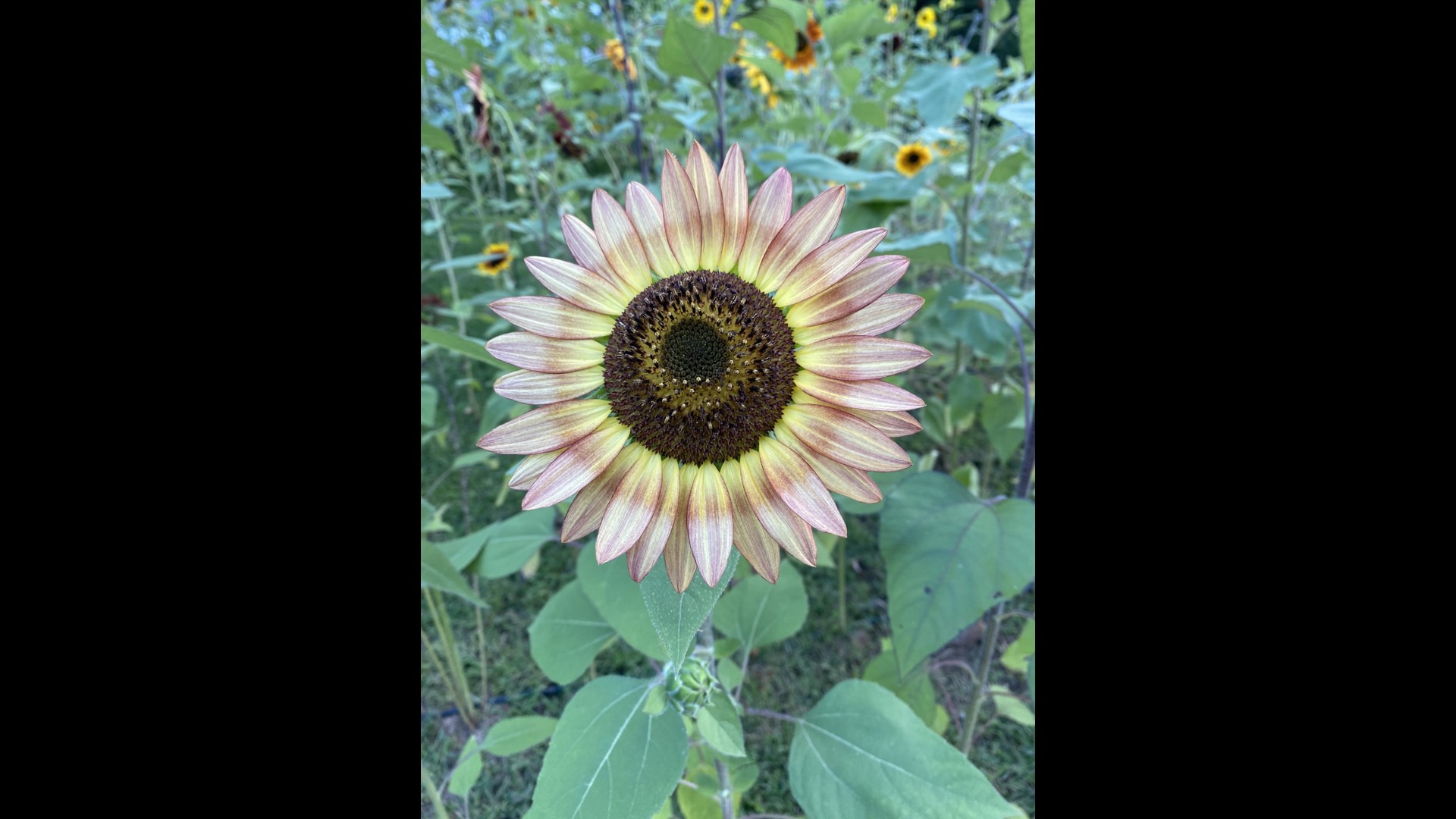 St. Peters man grieves hundreds of flowers destroyed | ksdk.com