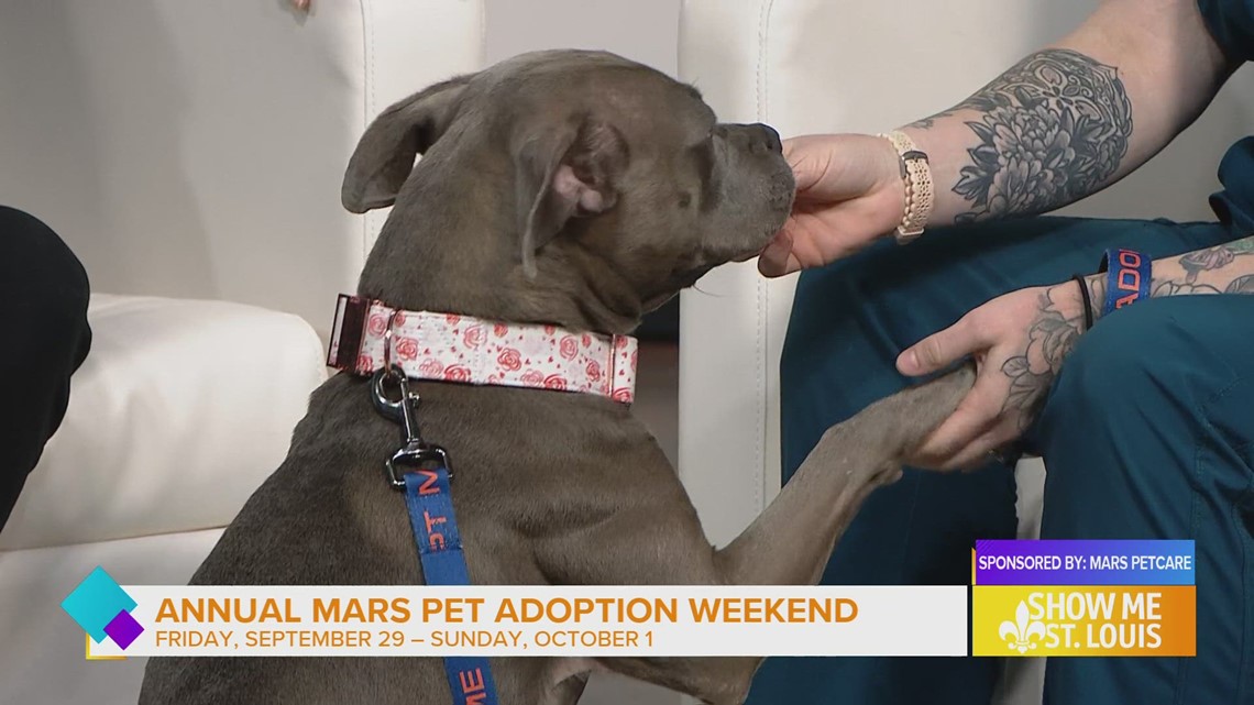 Sponsored: Mars Petcare is celebrating 15 years of helping shelter pets ...