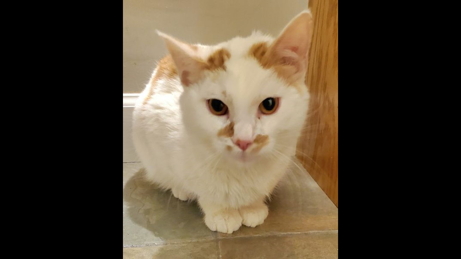 Cat gets adopted after losing leg in predator trap in Franklin Co ...