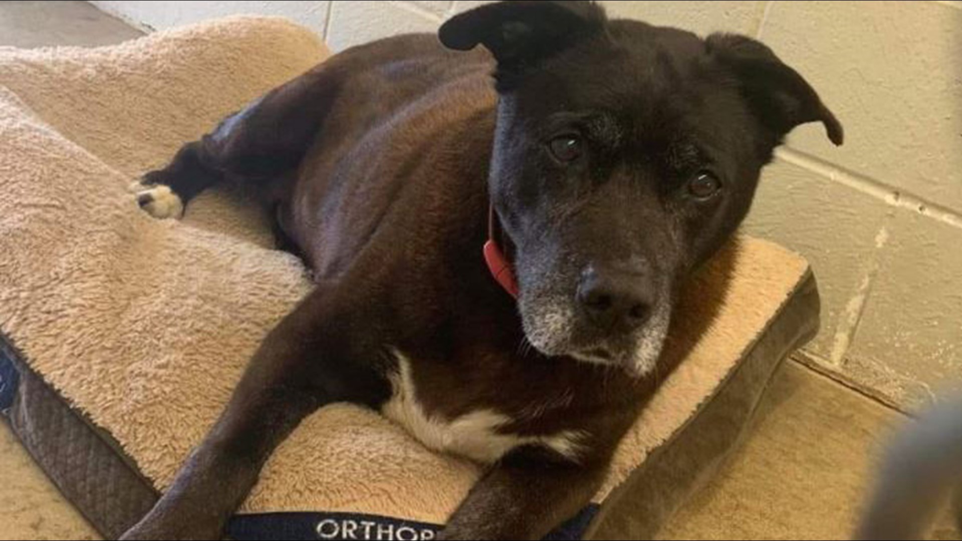 Dog adopted after 11 years in St. Louis area animal shelter | ksdk.com