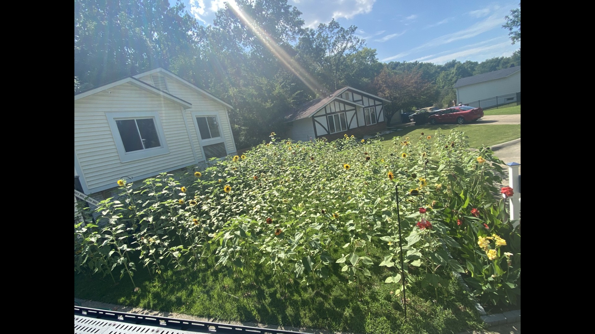 St. Peters man grieves hundreds of flowers destroyed | ksdk.com
