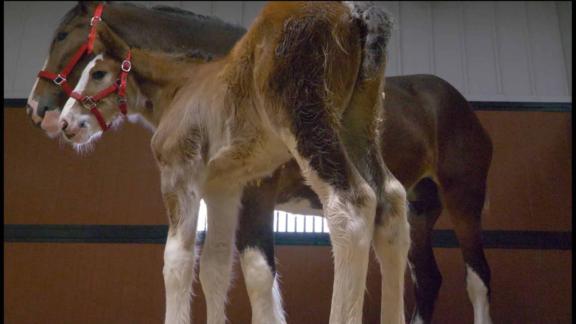 Let's venture inside the Warm Spring Ranch | ksdk.com