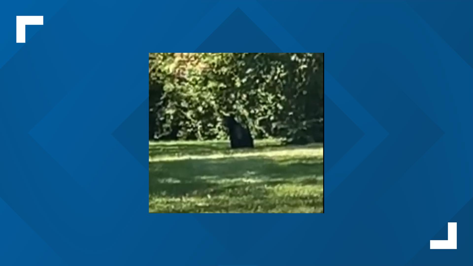 Missouri bear sightings: How cute pictures may lead to dead bears ...