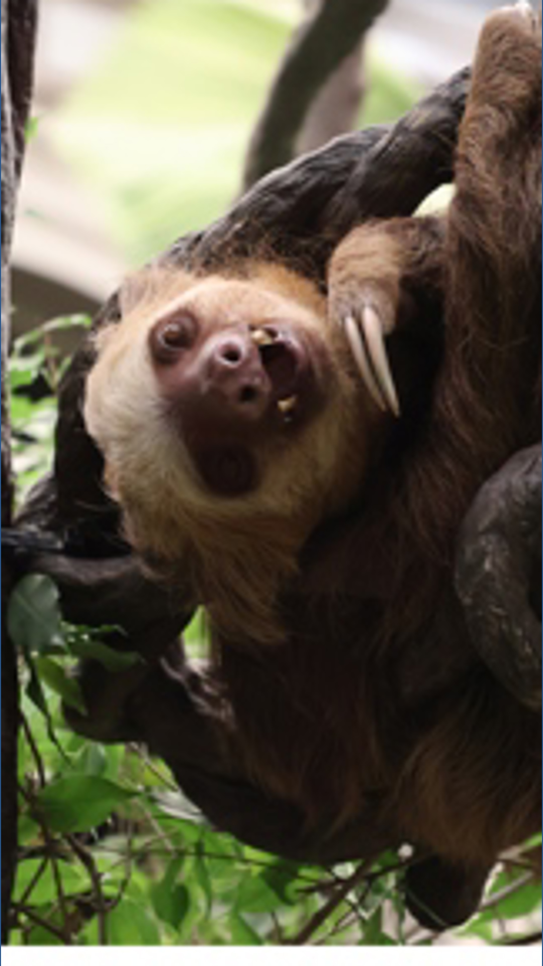 You'll soon be able to get face-to-face with sloths at the Saint Louis ...
