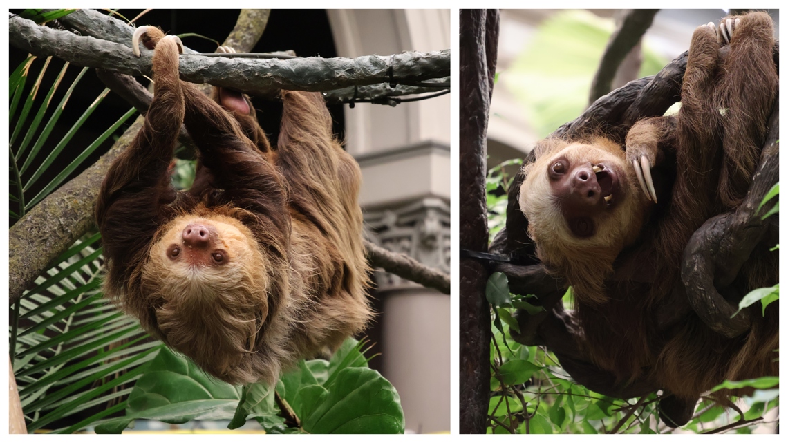 You'll soon be able to get face-to-face with sloths at the Saint Louis ...