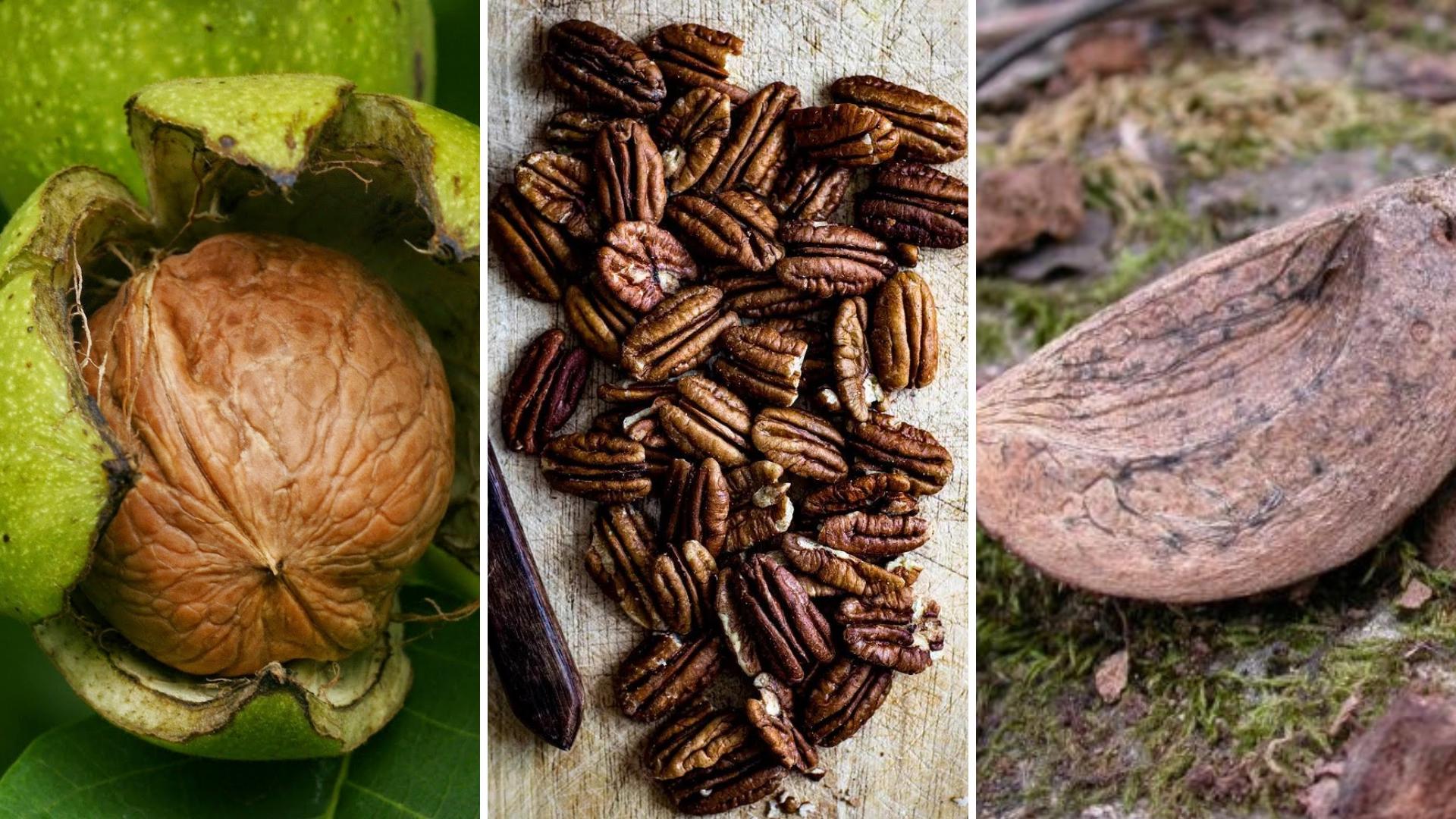 Missouri nut season 2024: Black walnuts, pecans, and hickory tips ...