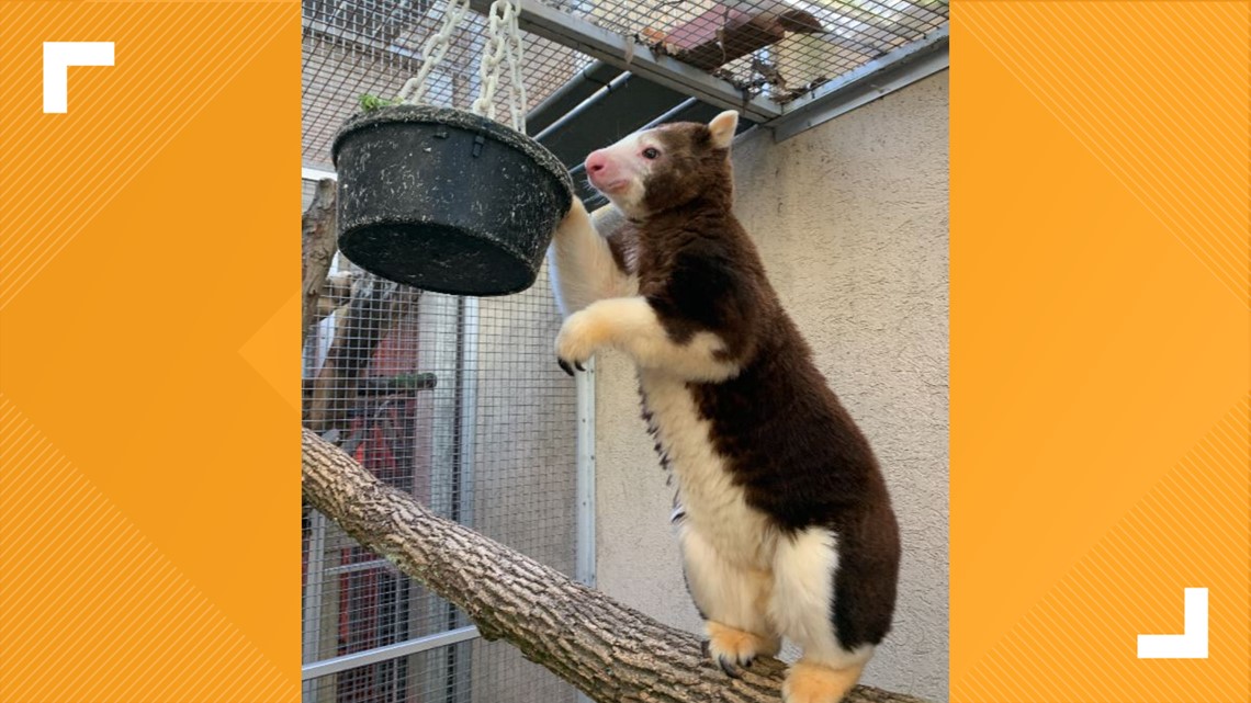 Tree Kangaroo Pet