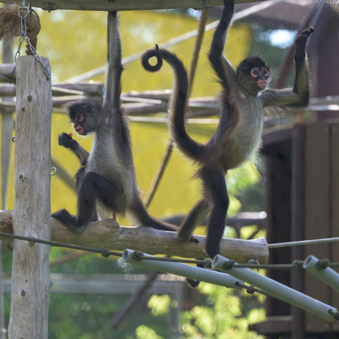 Saint Louis Zoo takes in spider monkeys rescued from U.S. southern ...