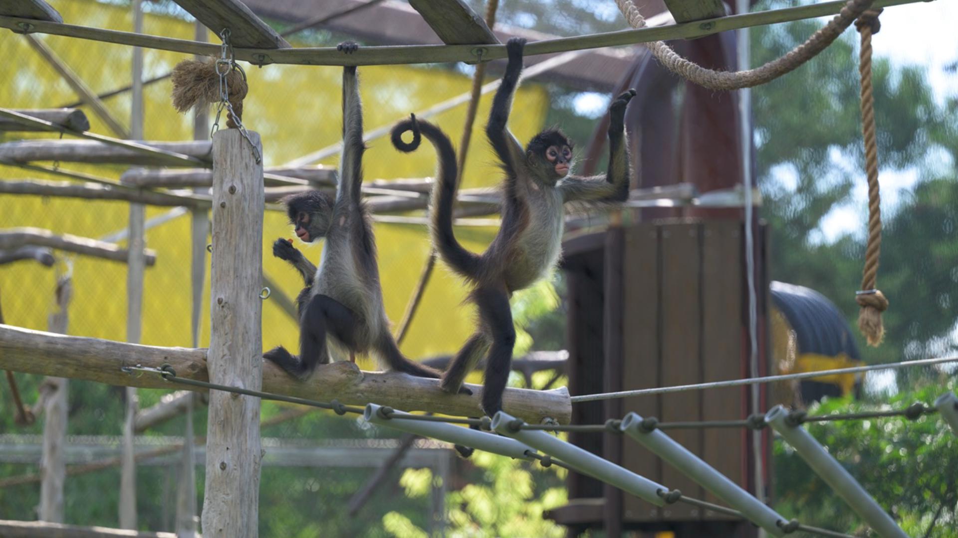 Saint Louis Zoo takes in spider monkeys rescued from U.S. southern ...