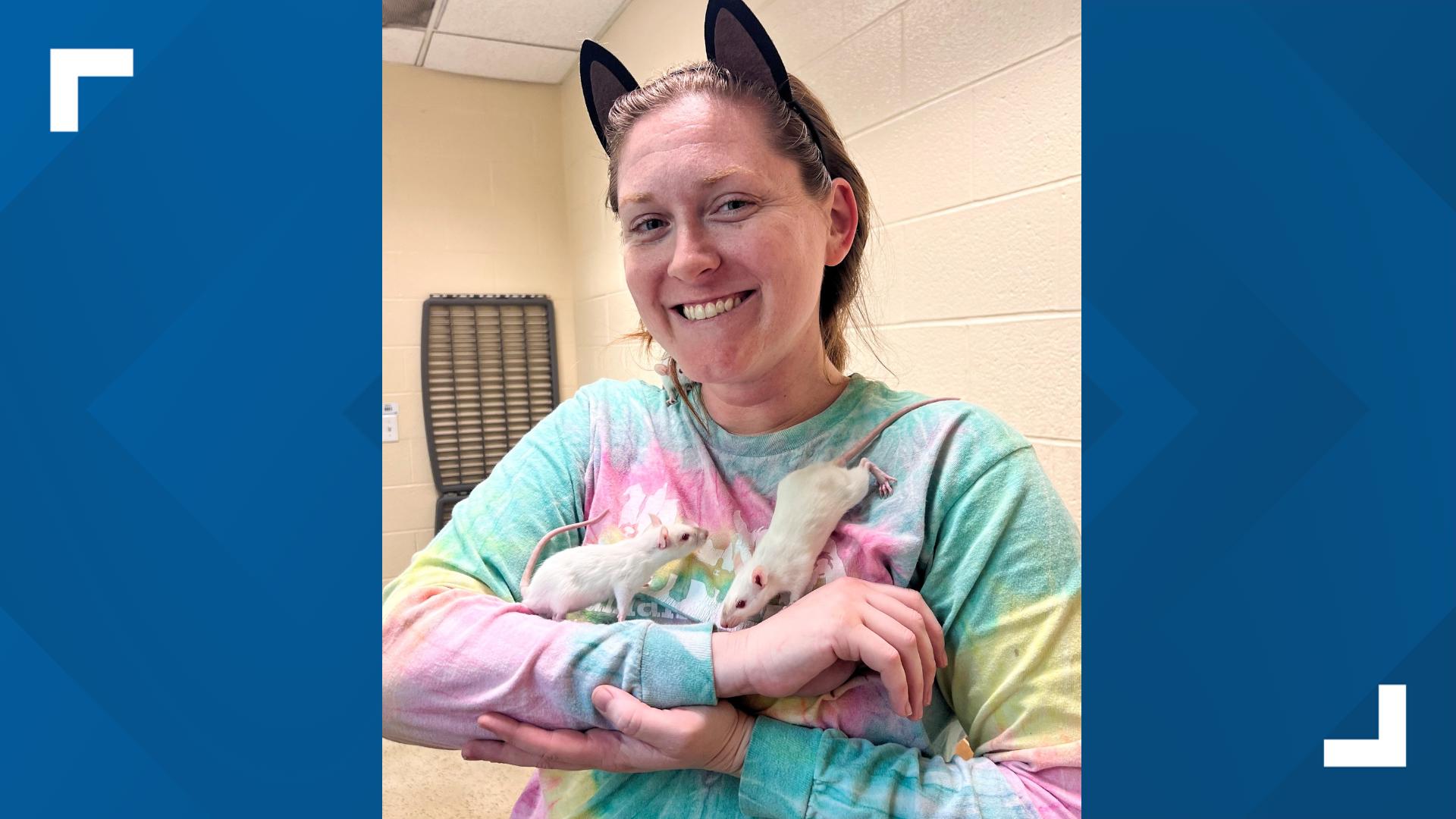 Humane Society of Missouri takes in 31 rats | ksdk.com