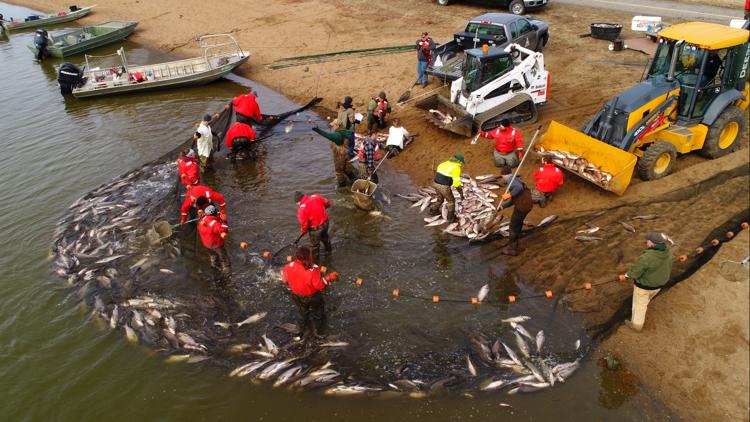 Countless dead carp at a St. Louis lake an omen of things to come ...