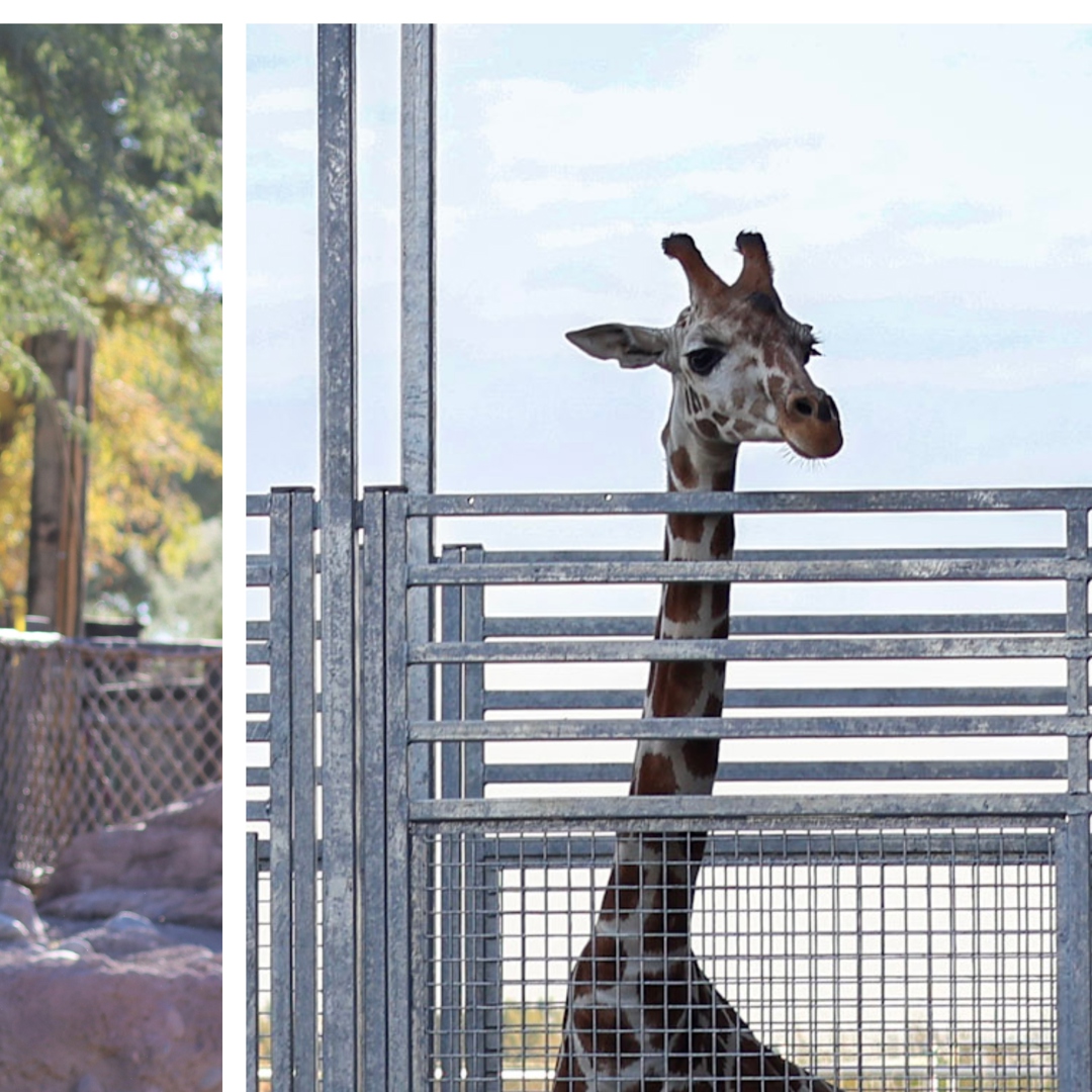 2 giraffes move into new home at Saint Louis Zoo WildCare Park | ksdk.com