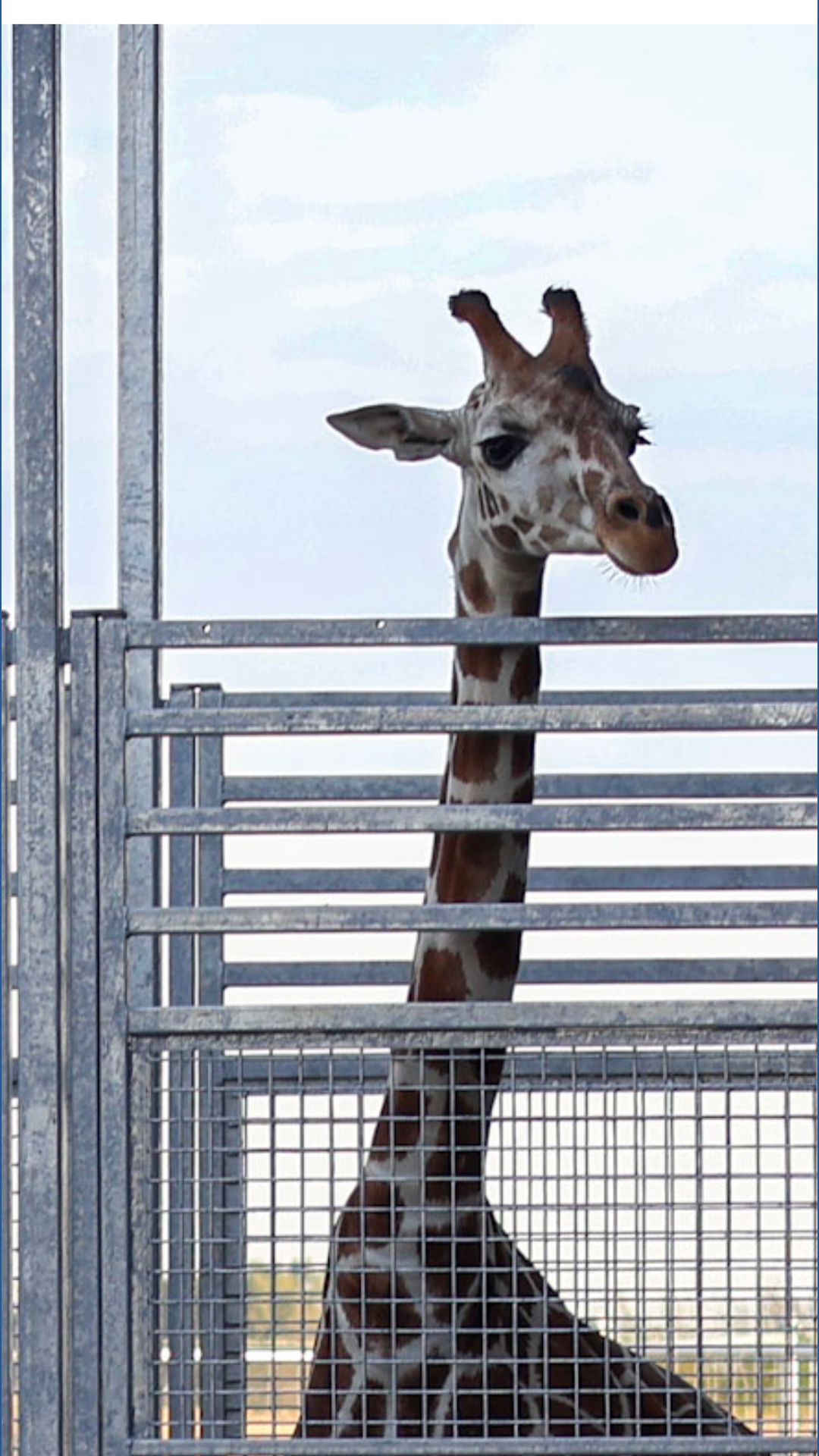 2 giraffes move into new home at Saint Louis Zoo WildCare Park | ksdk.com