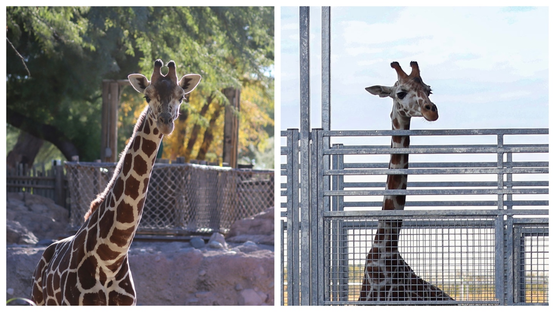 2 giraffes move into new home at Saint Louis Zoo WildCare Park | ksdk.com