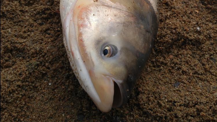Countless dead carp at a St. Louis lake an omen of things to come ...