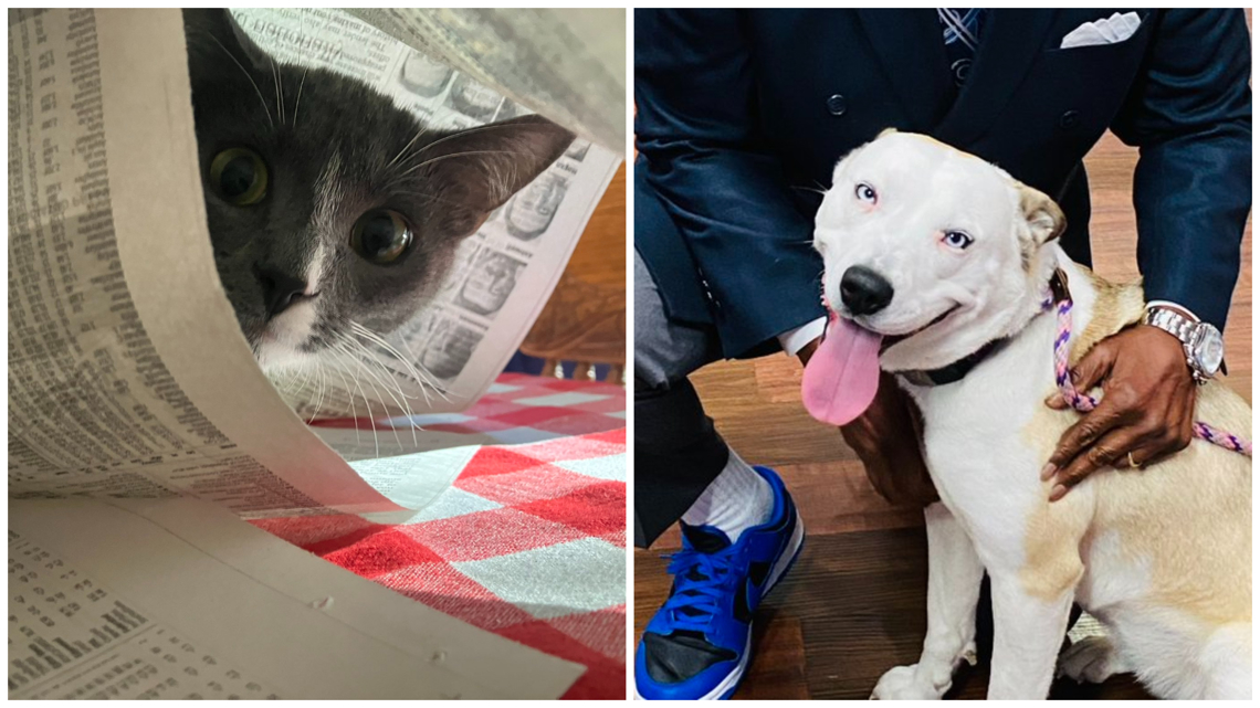 5 On Your Side Sammy's Stars: Breccia and Ivy | ksdk.com