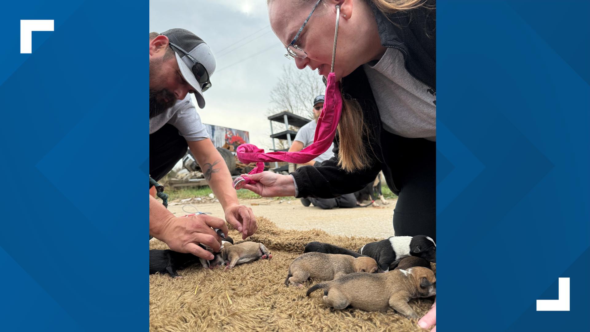 Humane Society of Missouri rescues 27 dogs in Polk County | ksdk.com