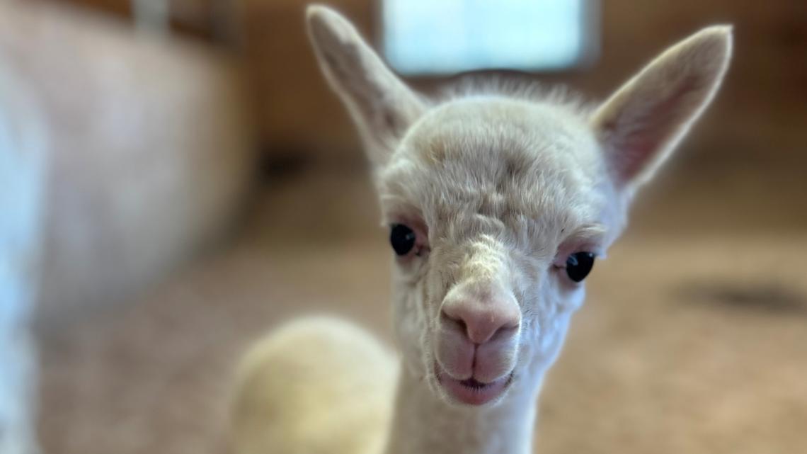 'Surprise' baby alpaca needs help finding a name | ksdk.com