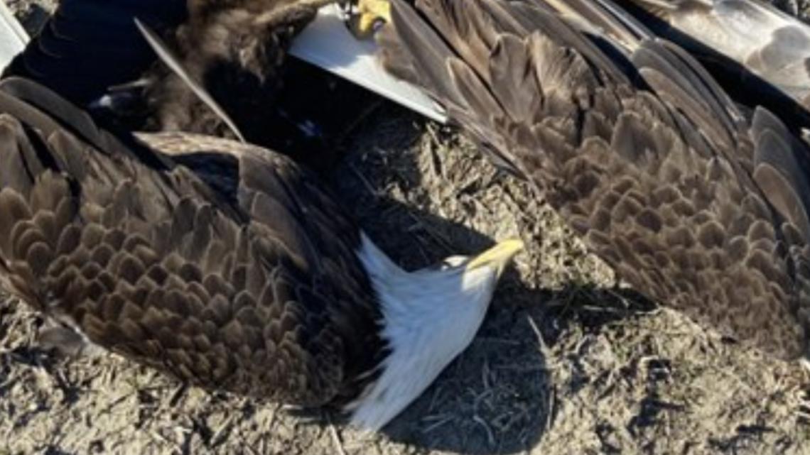 2 eagles 'locked together' found dead in Missouri | ksdk.com